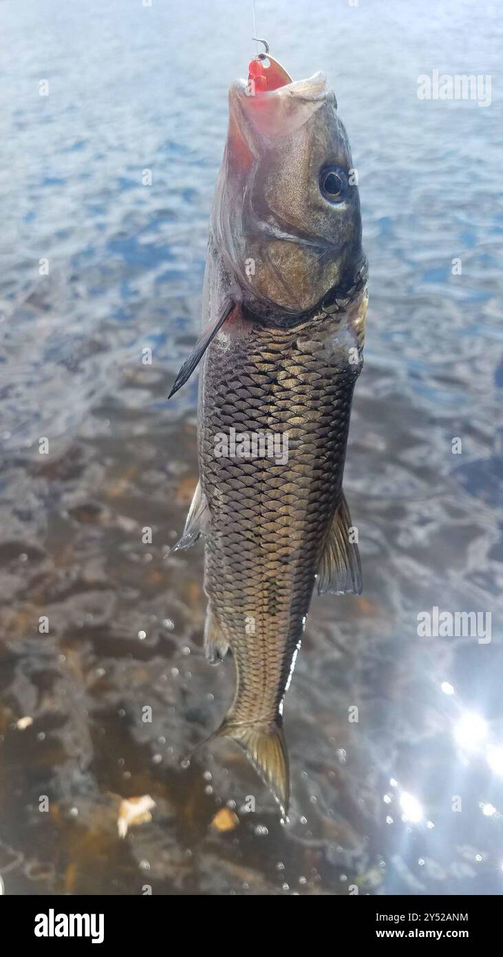 Fallfish (Semotilus corporalis) Actinopterygii Stock Photo - Alamy