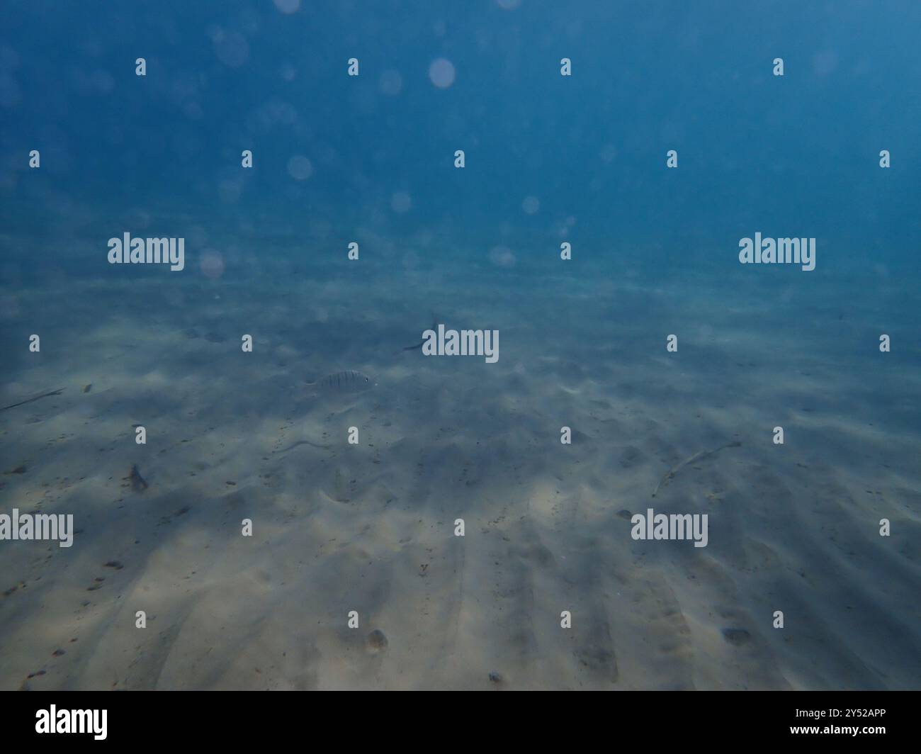 Striped Seabream (Lithognathus mormyrus) Actinopterygii Stock Photo - Alamy