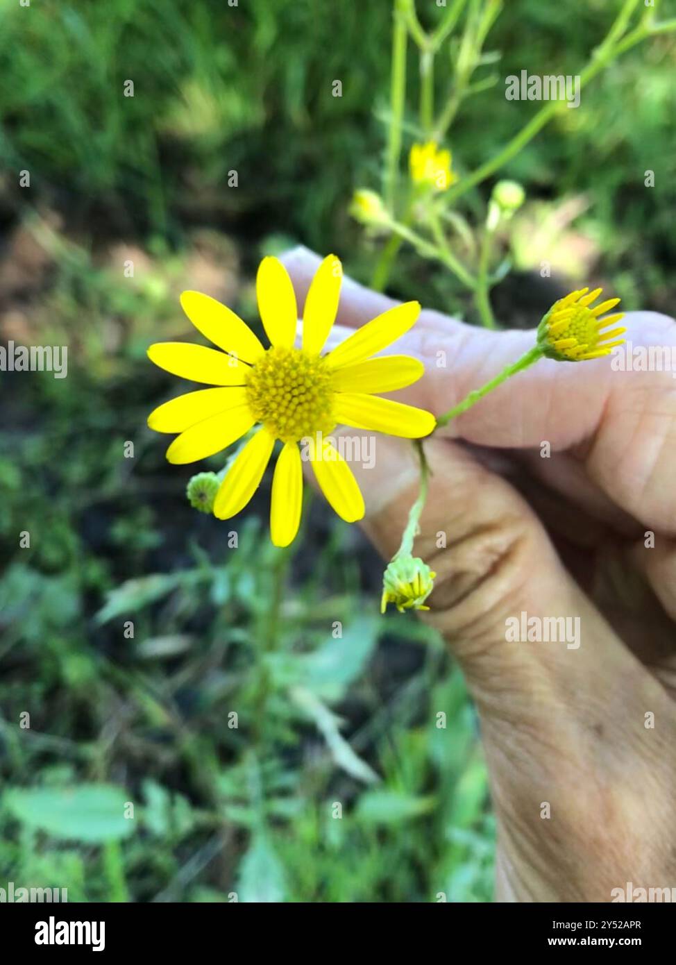 Marsh Ragwort (Jacobaea aquatica) Plantae Stock Photo - Alamy