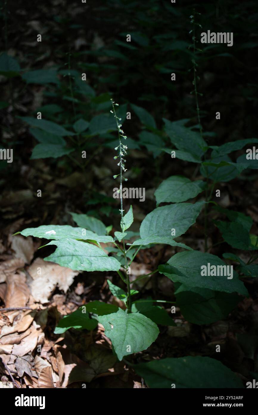 enchanter's-nightshade (Circaea lutetiana) Plantae Stock Photo - Alamy