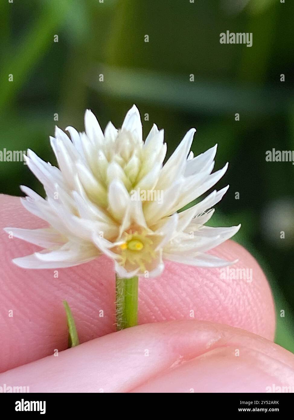 Alligatorweed (Alternanthera philoxeroides) Plantae Stock Photo - Alamy