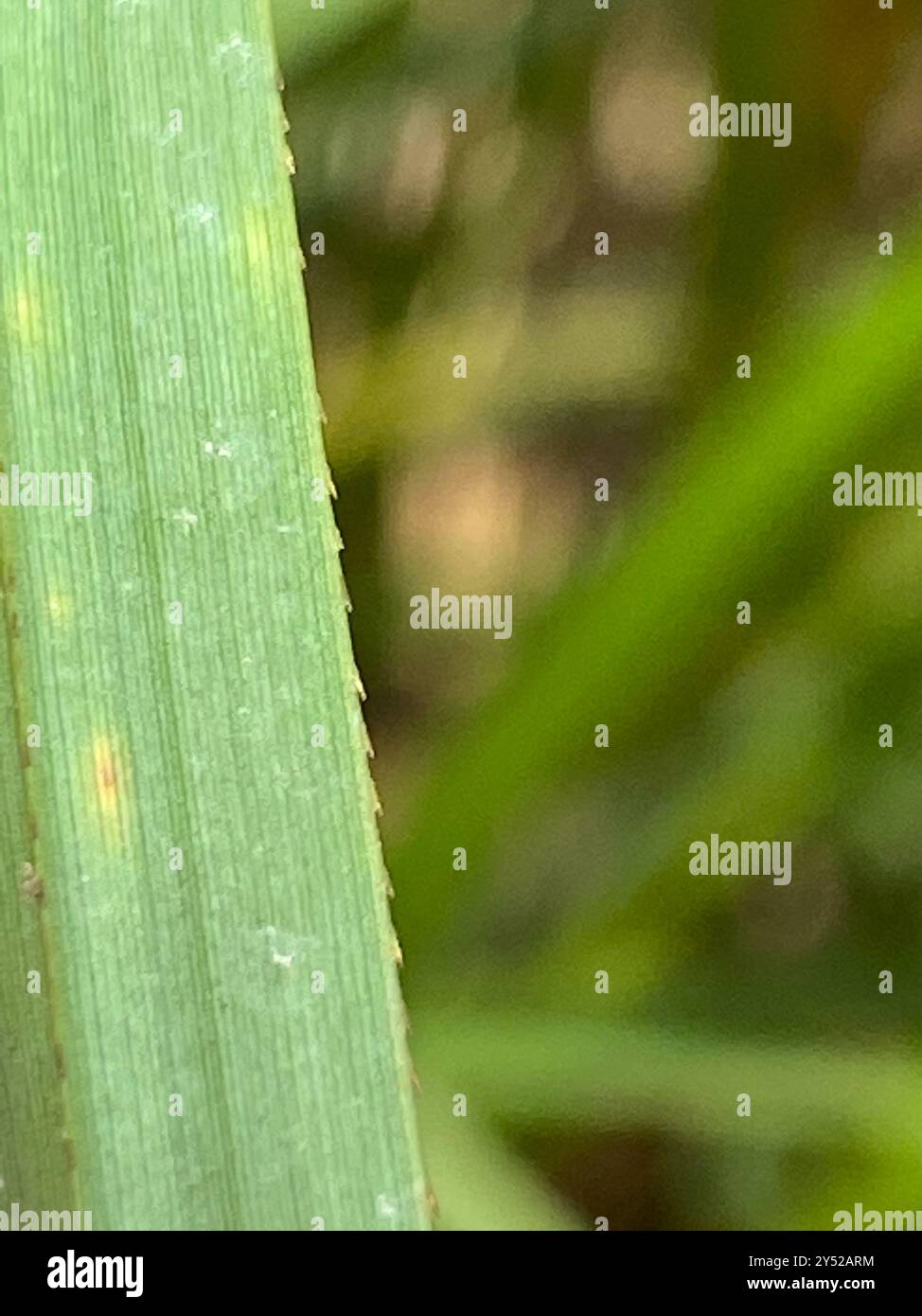 Jamaica swamp sawgrass (Cladium mariscus jamaicense) Plantae Stock ...