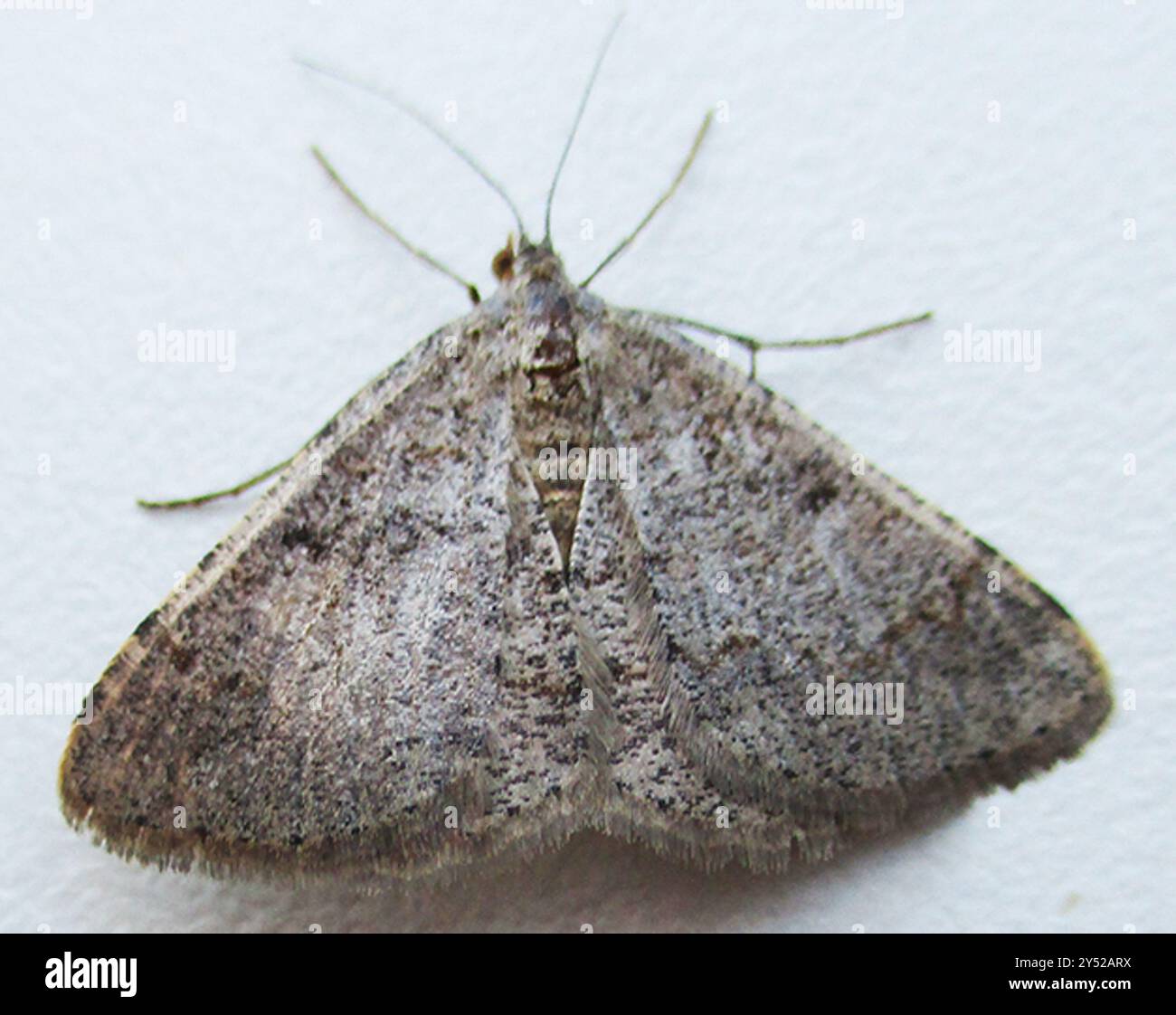 Geometer Moths (Geometridae) Insecta Stock Photo - Alamy