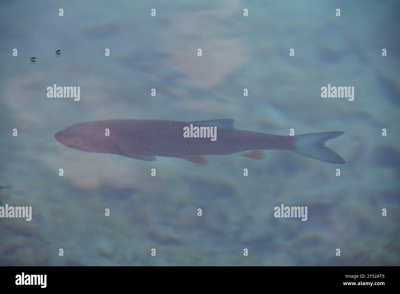 European chub (Squalius cephalus) Actinopterygii Stock Photo - Alamy