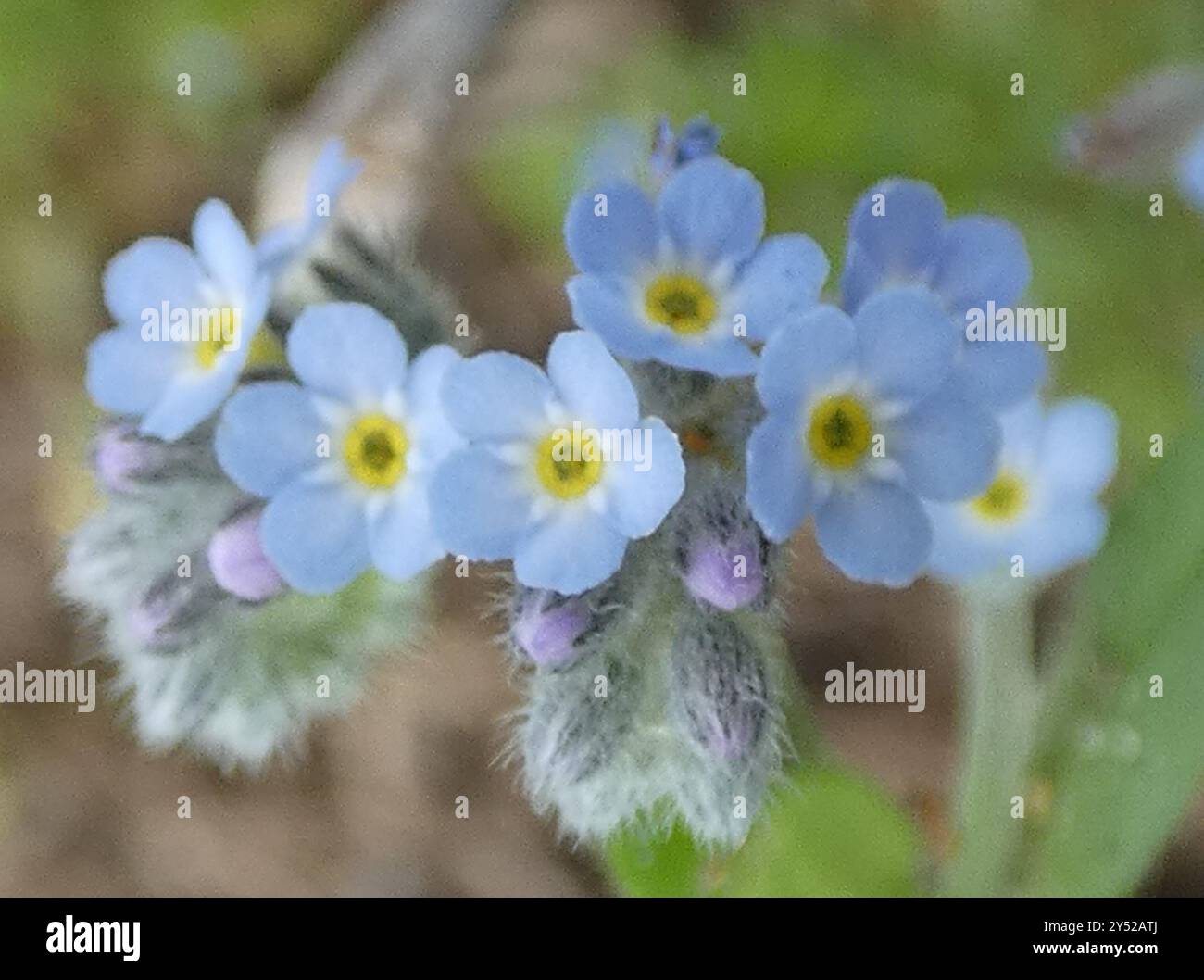 field forget-me-not (Myosotis arvensis) Plantae Stock Photo - Alamy