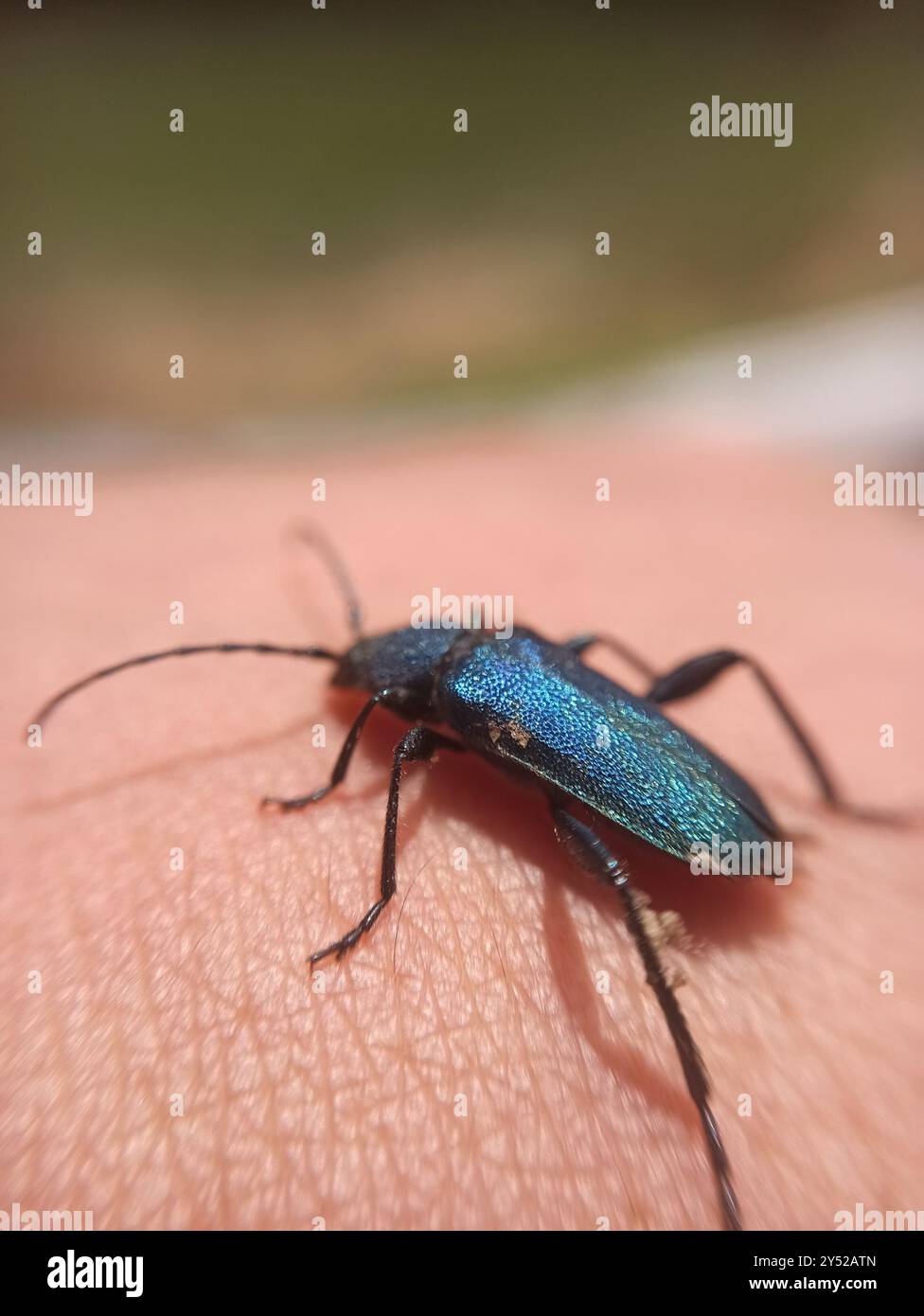 Violet tanbark beetle (Callidium violaceum) Insecta Stock Photo - Alamy