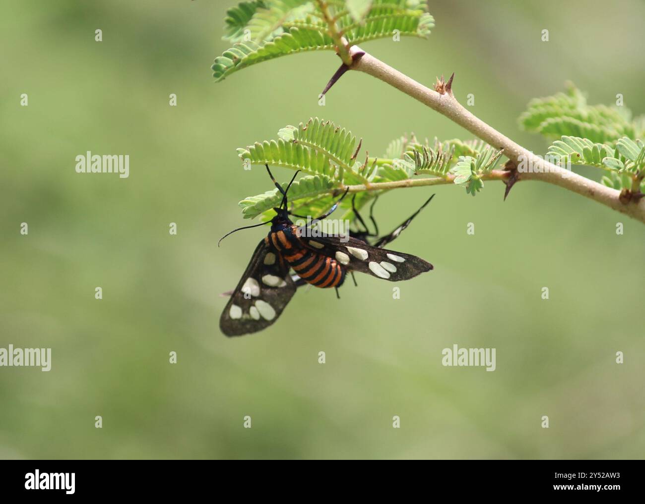 sandalwood defoliator (Amata passalis) Insecta Stock Photo - Alamy