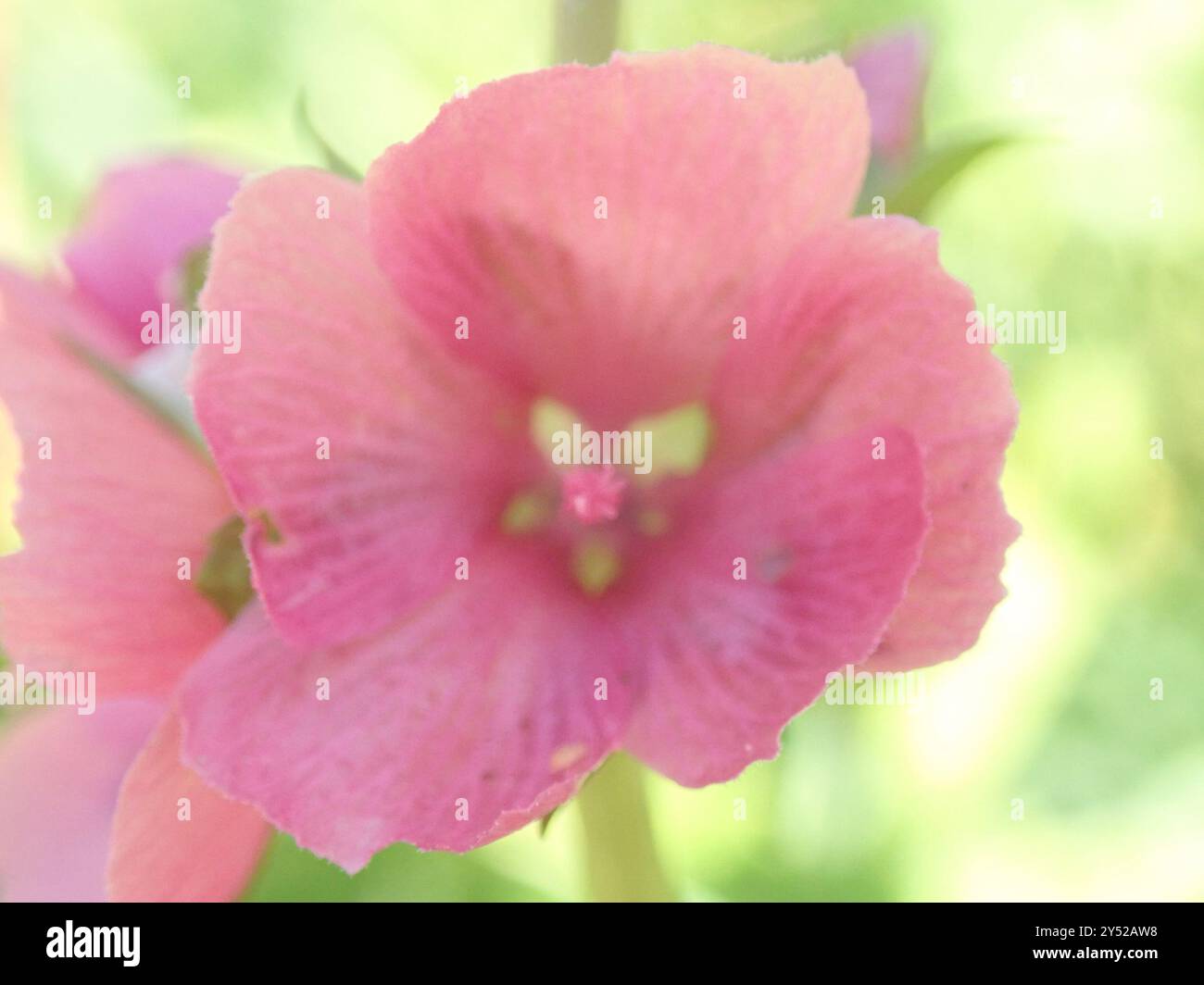 Henderson's Checker-mallow (Sidalcea hendersonii) Plantae Stock Photo ...
