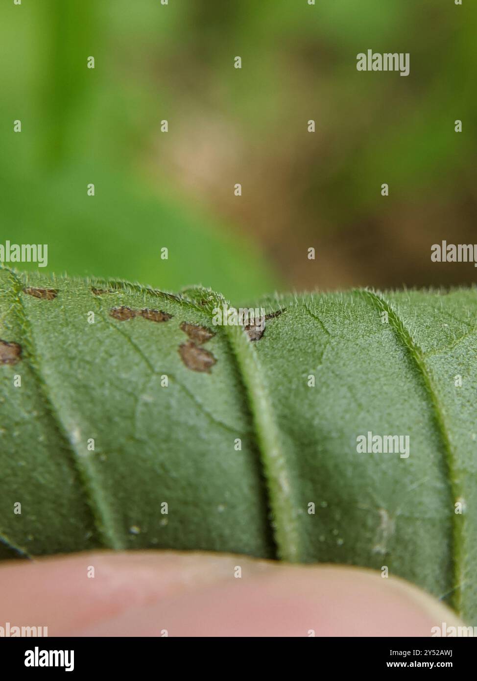 virginia stickseed (Hackelia virginiana) Plantae Stock Photo - Alamy