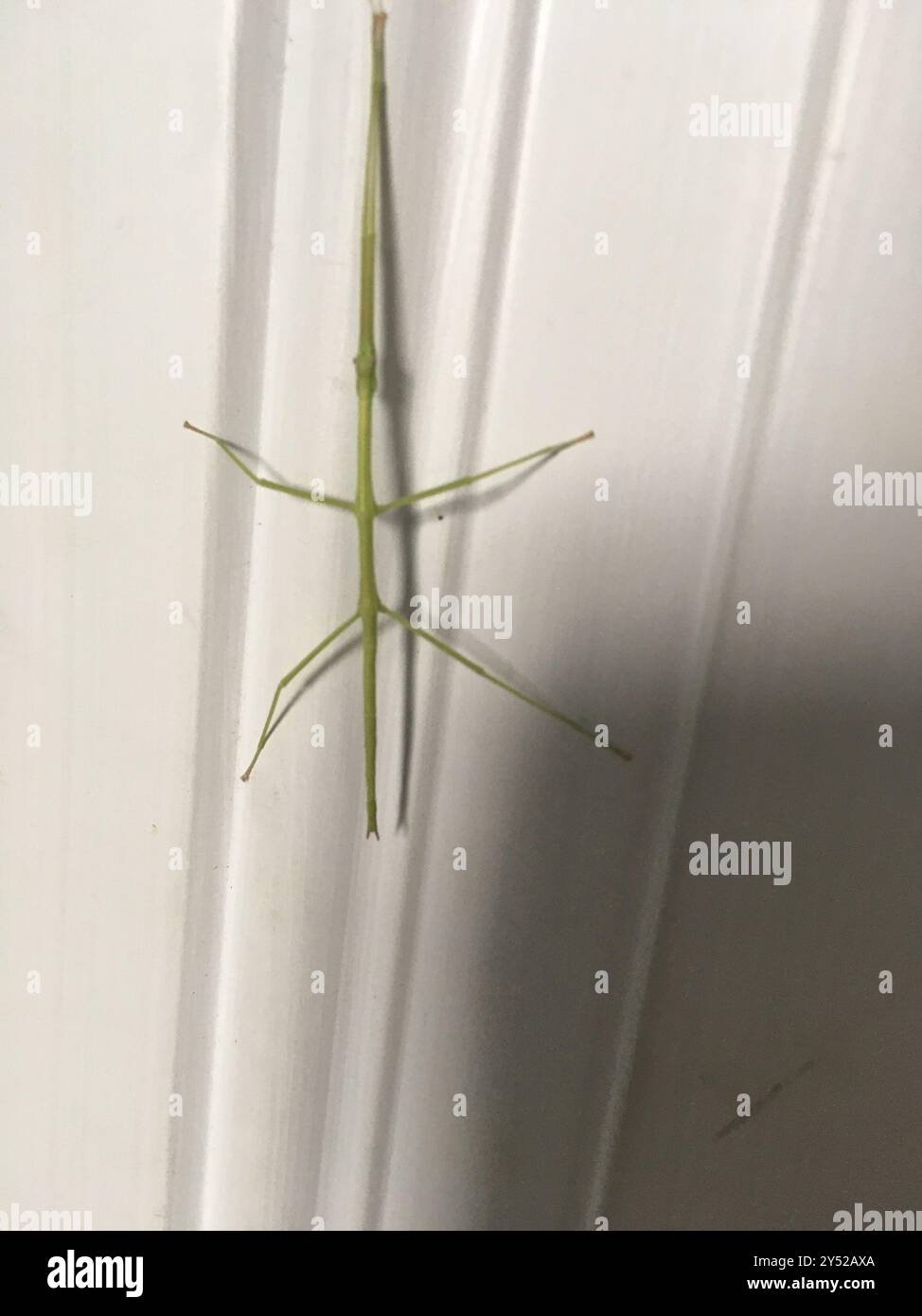 Stick Insects (Phasmida) Insecta Stock Photo - Alamy