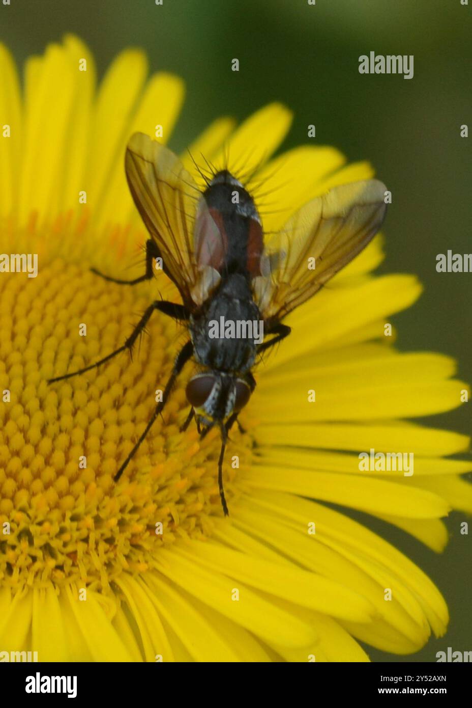 Red Spotted Parasite Fly (Eriothrix rufomaculata) Insecta Stock Photo ...