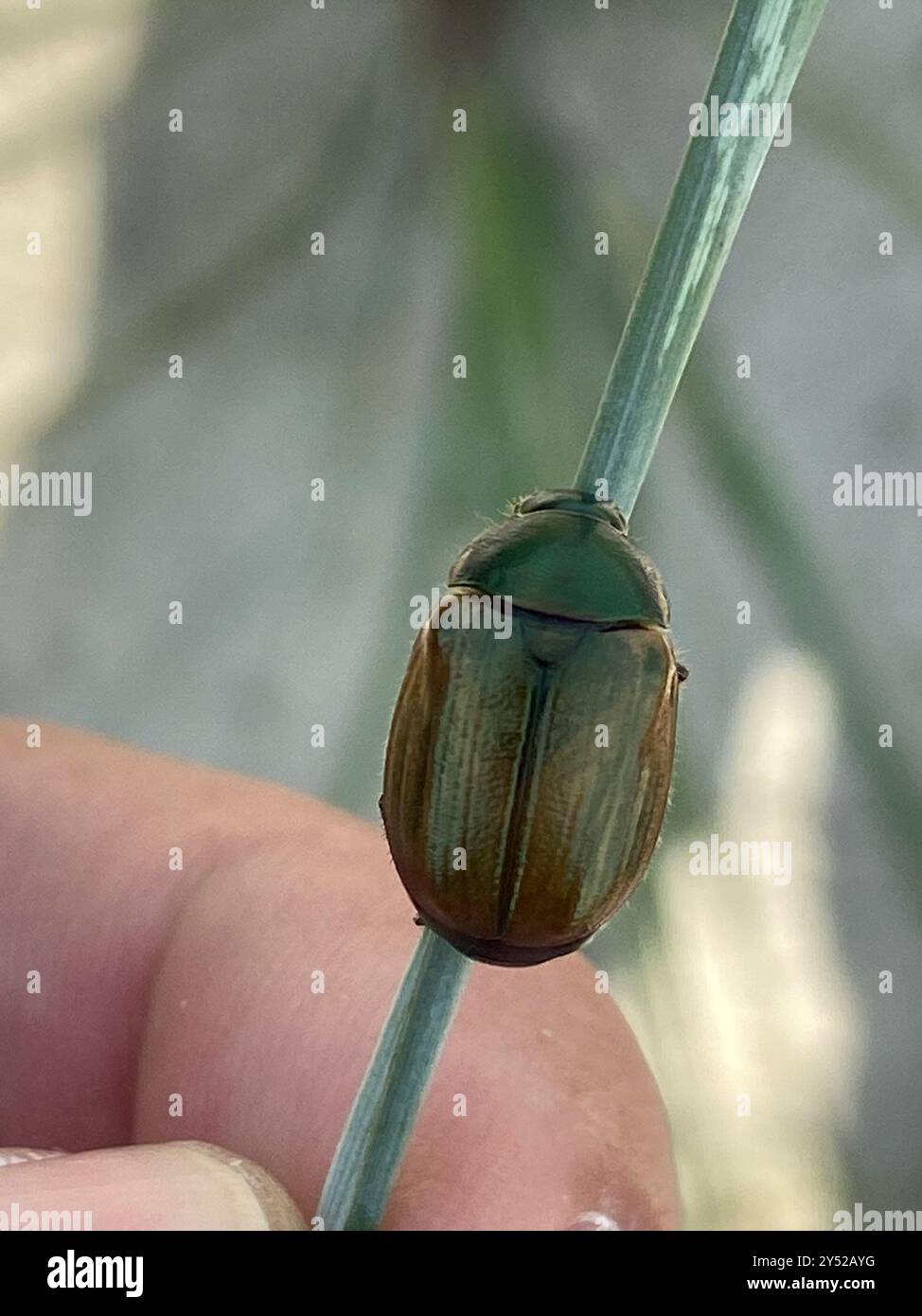 Dune Chafer (Anomala dubia) Insecta Stock Photo - Alamy