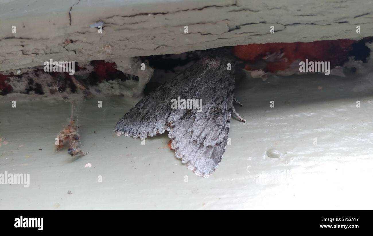 Dagger Moths (Acronicta) Insecta Stock Photo - Alamy