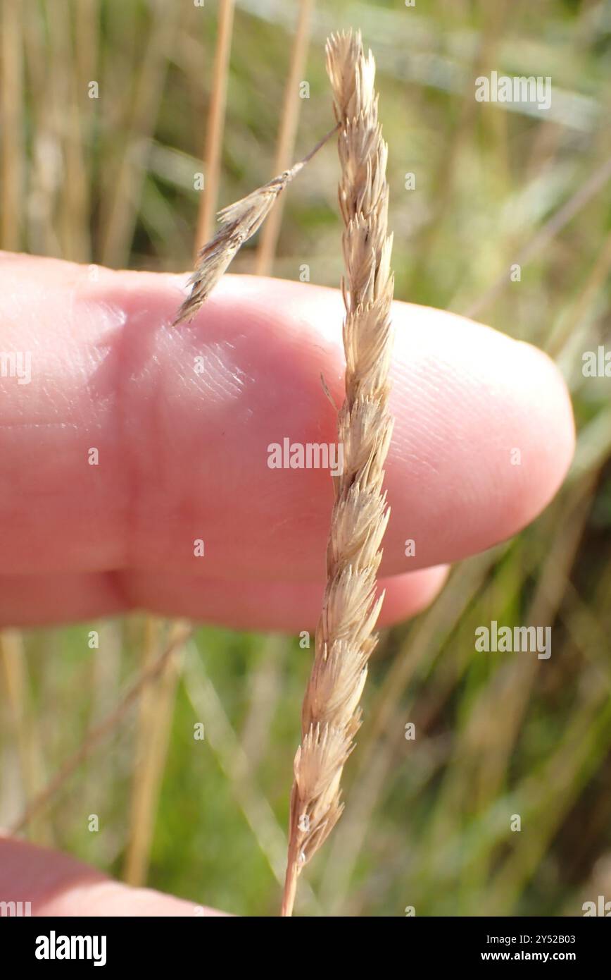 crested dogtail grass (Cynosurus cristatus) Plantae Stock Photo - Alamy