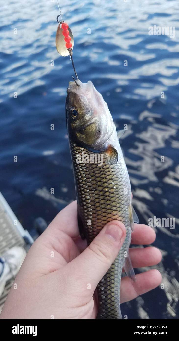 Fallfish (Semotilus corporalis) Actinopterygii Stock Photo - Alamy