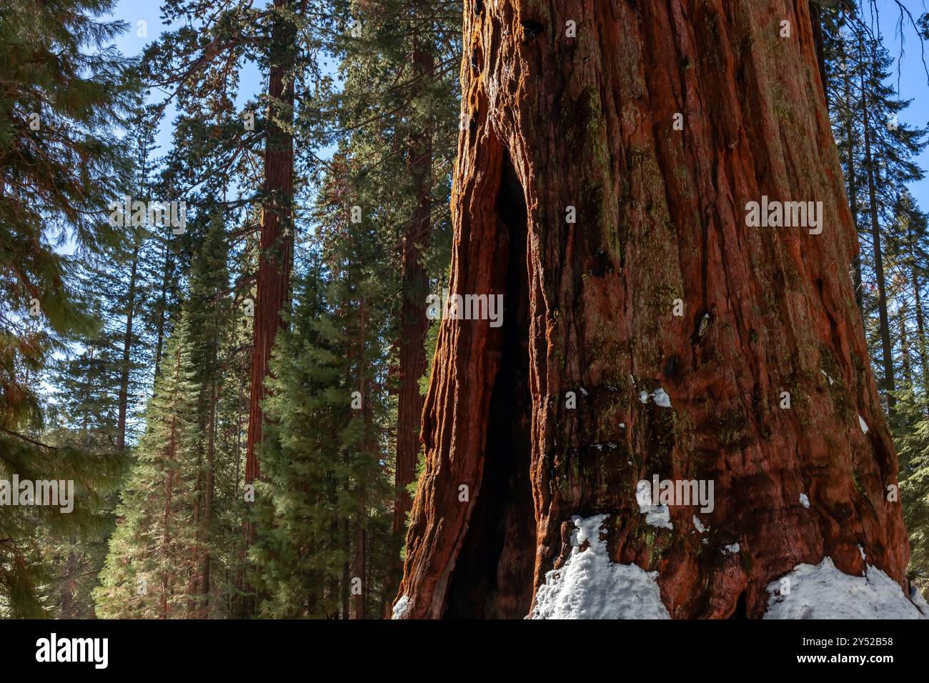 Sequoia tree in snow hi-res stock photography and images - Alamy