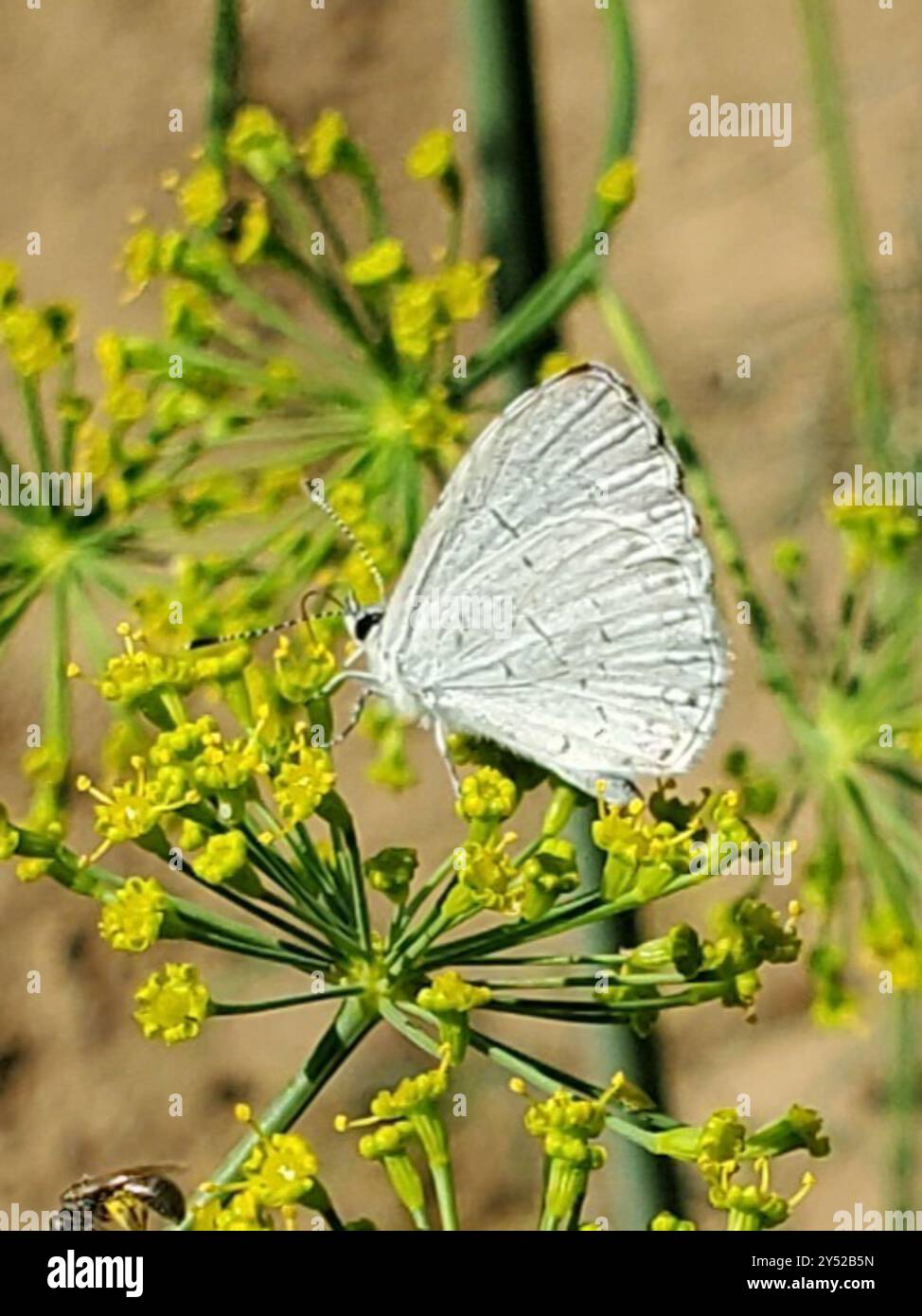 Summer Azure (Celastrina neglecta) Insecta Stock Photo - Alamy