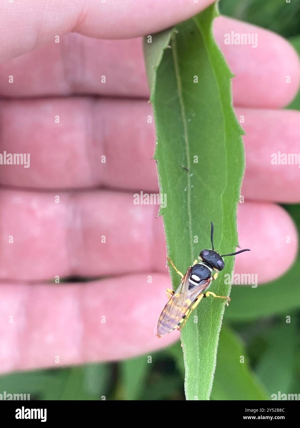 European beewolf (Philanthus triangulum) Insecta Stock Photo - Alamy