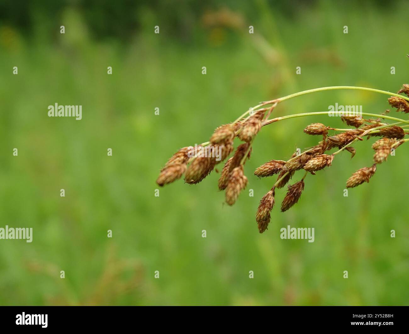 nodding bulrush (Scirpus pendulus) Plantae Stock Photo - Alamy