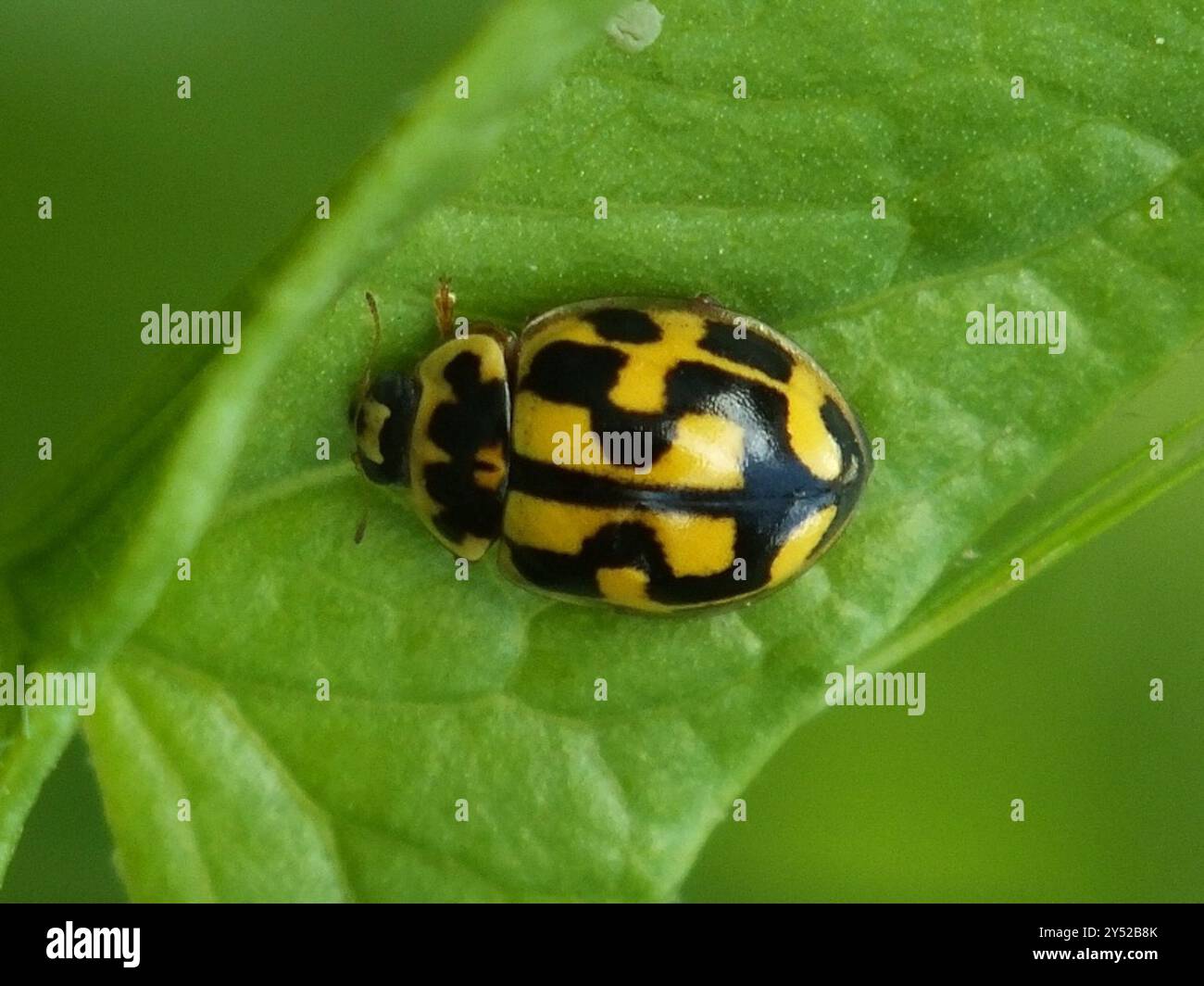 Fourteen-spotted Lady Beetle (Propylea quatuordecimpunctata) Insecta ...