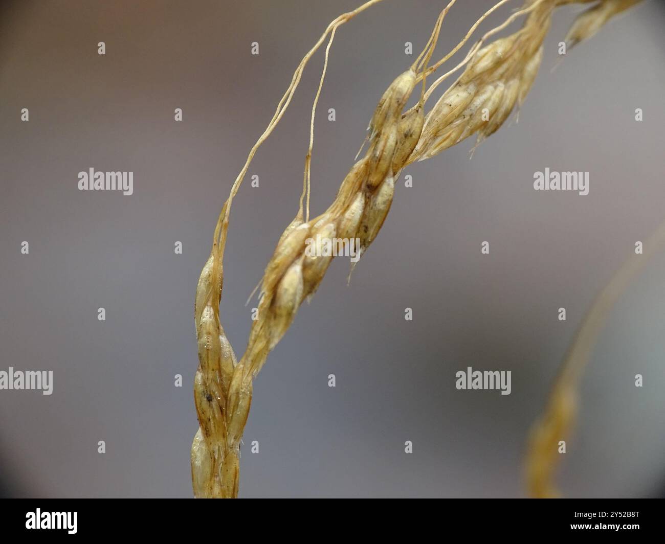 wavy hair-grass (Avenella flexuosa) Plantae Stock Photo - Alamy