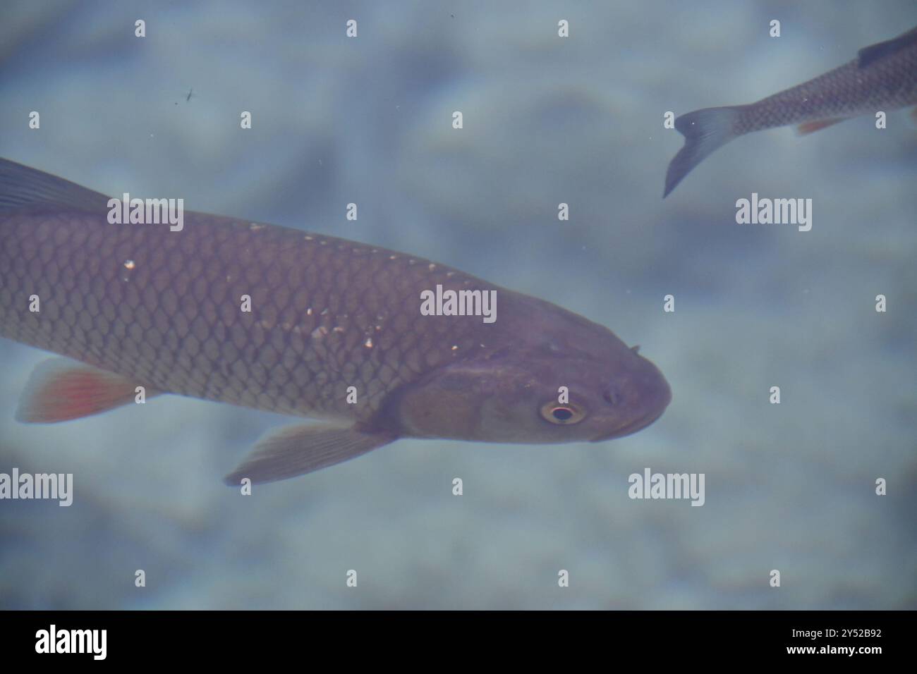 European chub (Squalius cephalus) Actinopterygii Stock Photo - Alamy