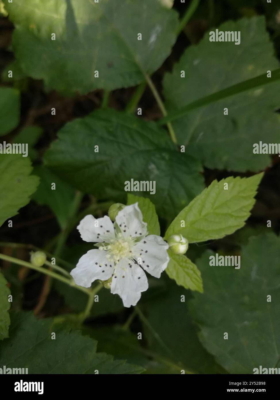 European dewberry (Rubus caesius) Plantae Stock Photo - Alamy