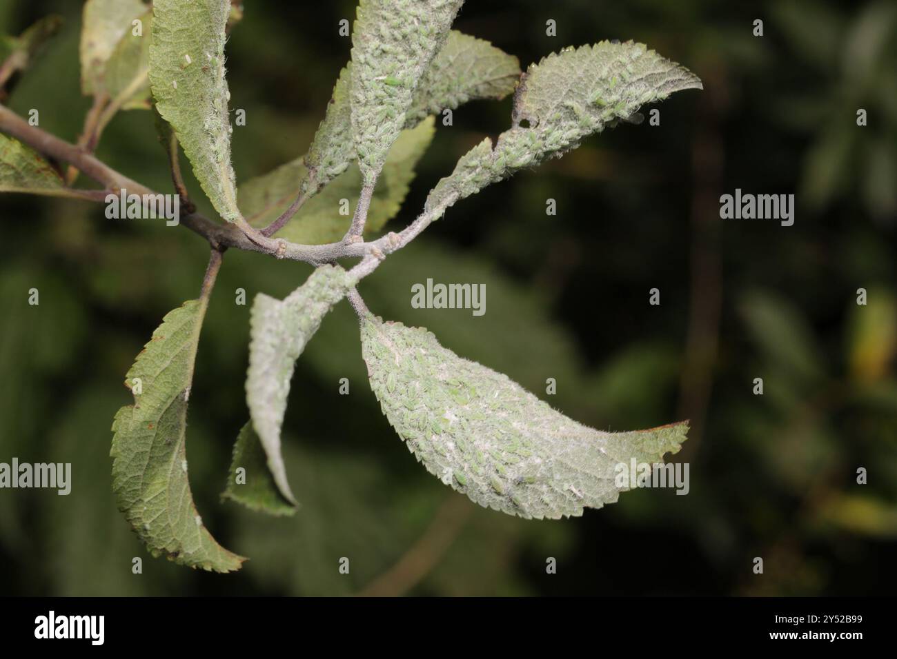 Willow-Umbellifer Aphids (Cavariella) Insecta Stock Photo - Alamy