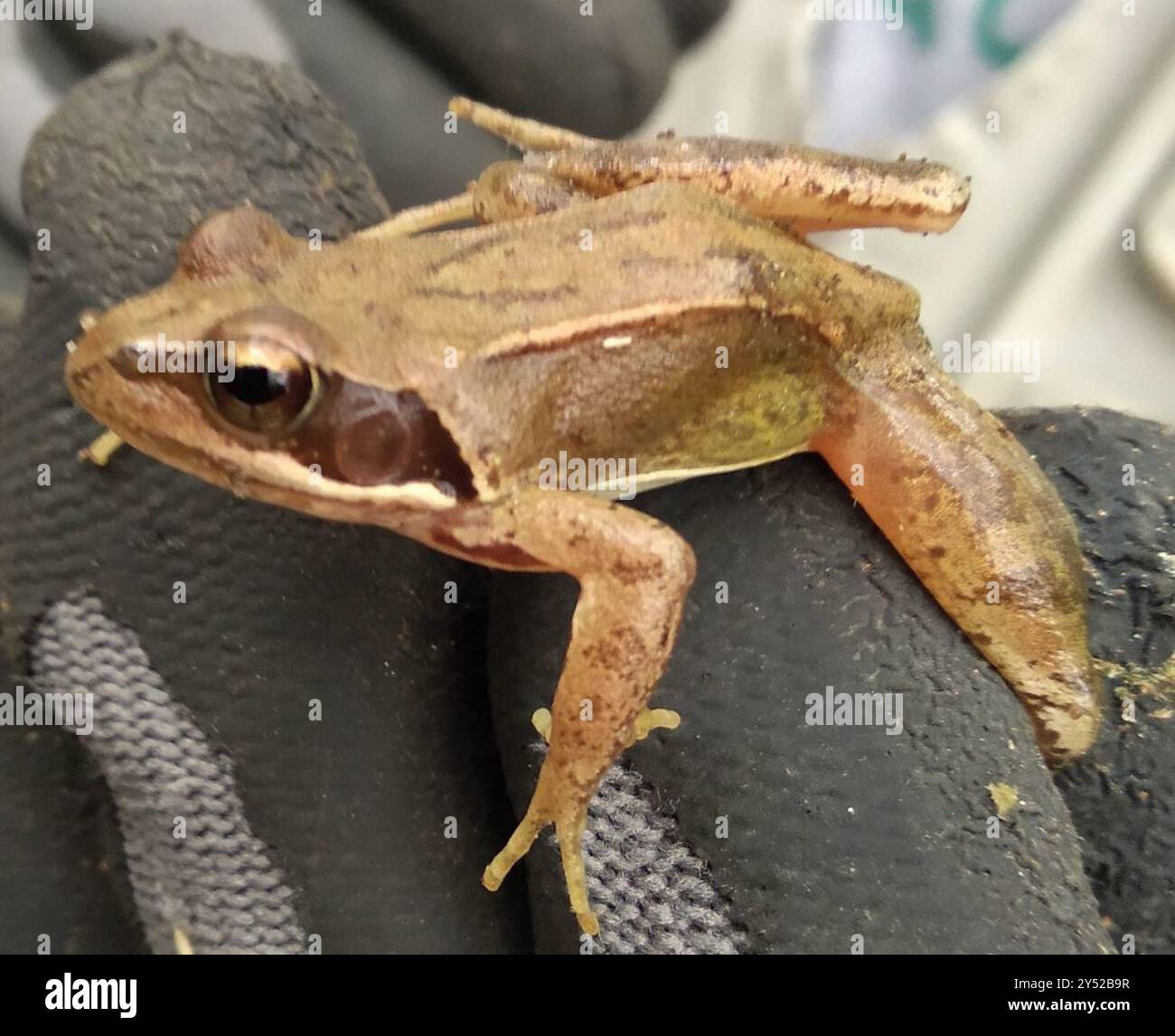 European Common Frog (Rana temporaria) Amphibia Stock Photo - Alamy