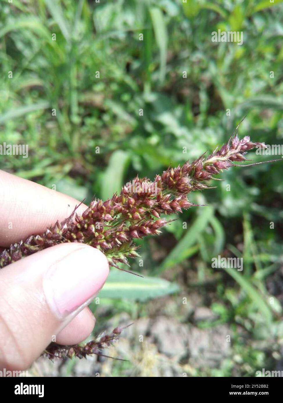 barnyardgrass (Echinochloa crus-galli) Plantae Stock Photo - Alamy