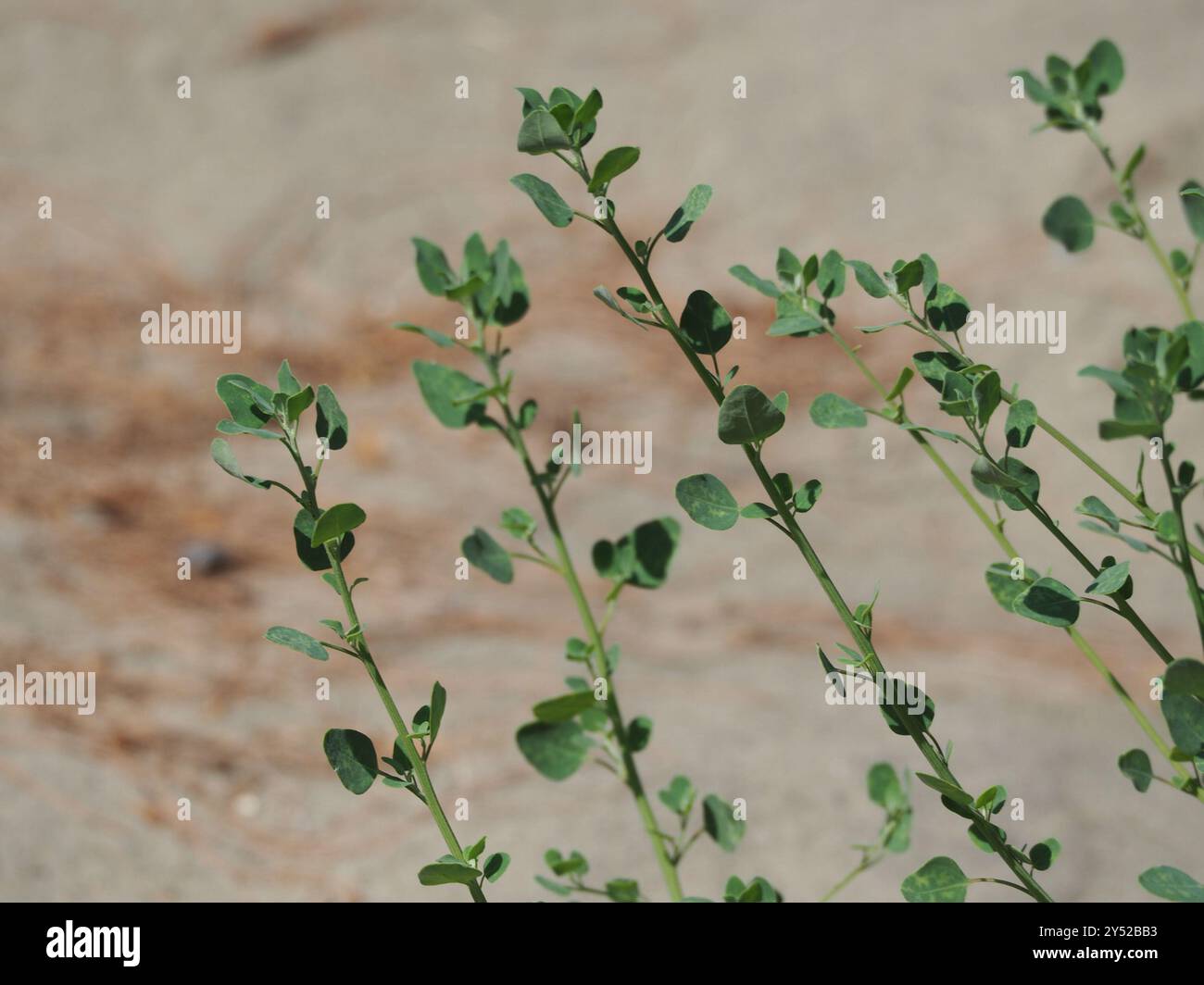(Chenopodium acuminatum virgatum) Plantae Stock Photo - Alamy