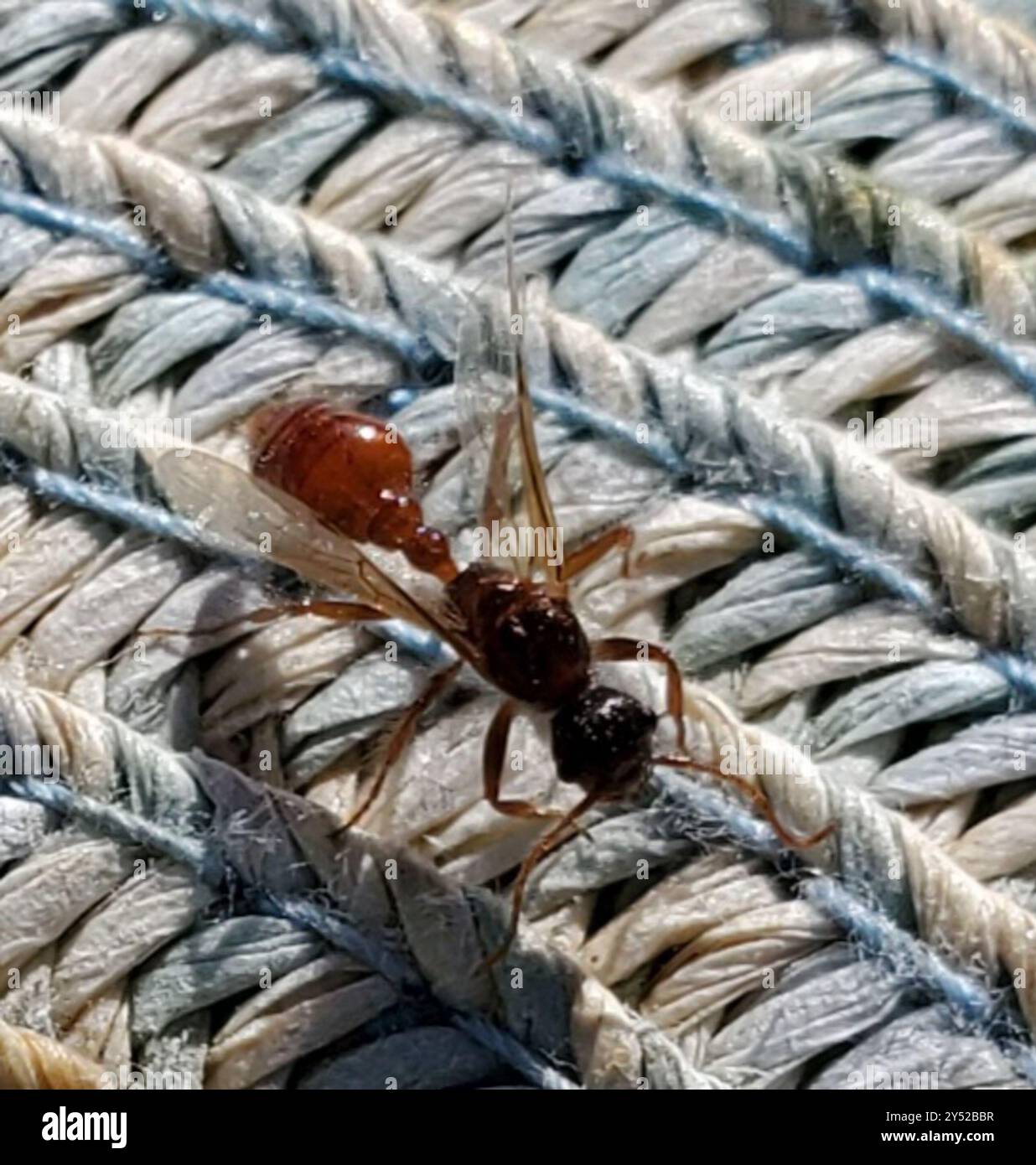 Typical American Harvester Ants (Pogonomyrmex) Insecta Stock Photo - Alamy