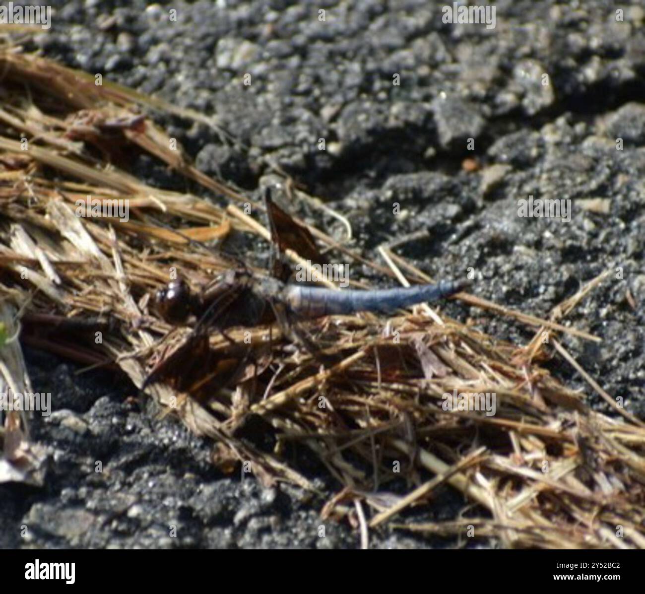 Common Whitetail (Plathemis lydia) Insecta Stock Photo - Alamy