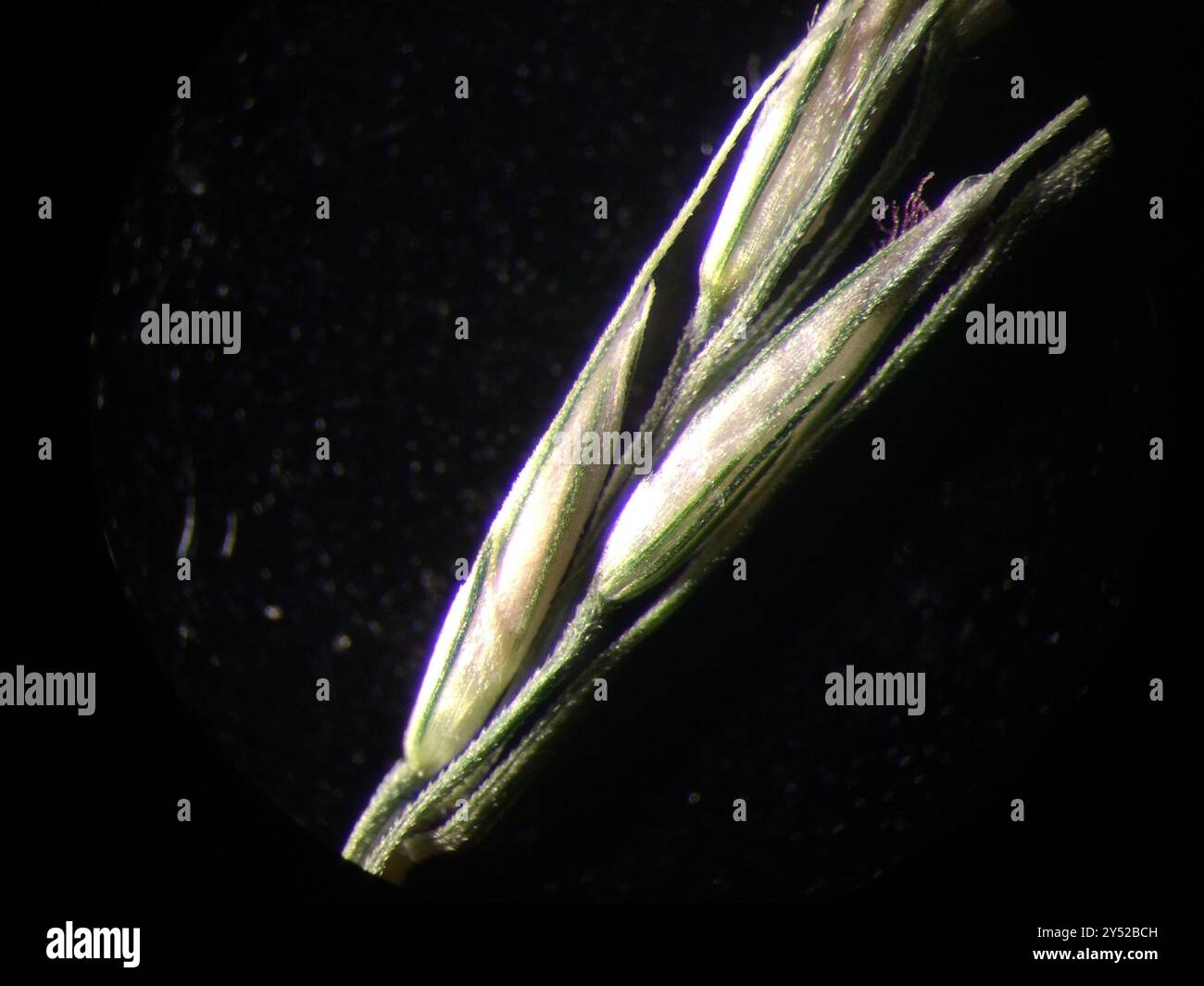 Slim-flower Muhly (Muhlenbergia tenuiflora) Plantae Stock Photo - Alamy