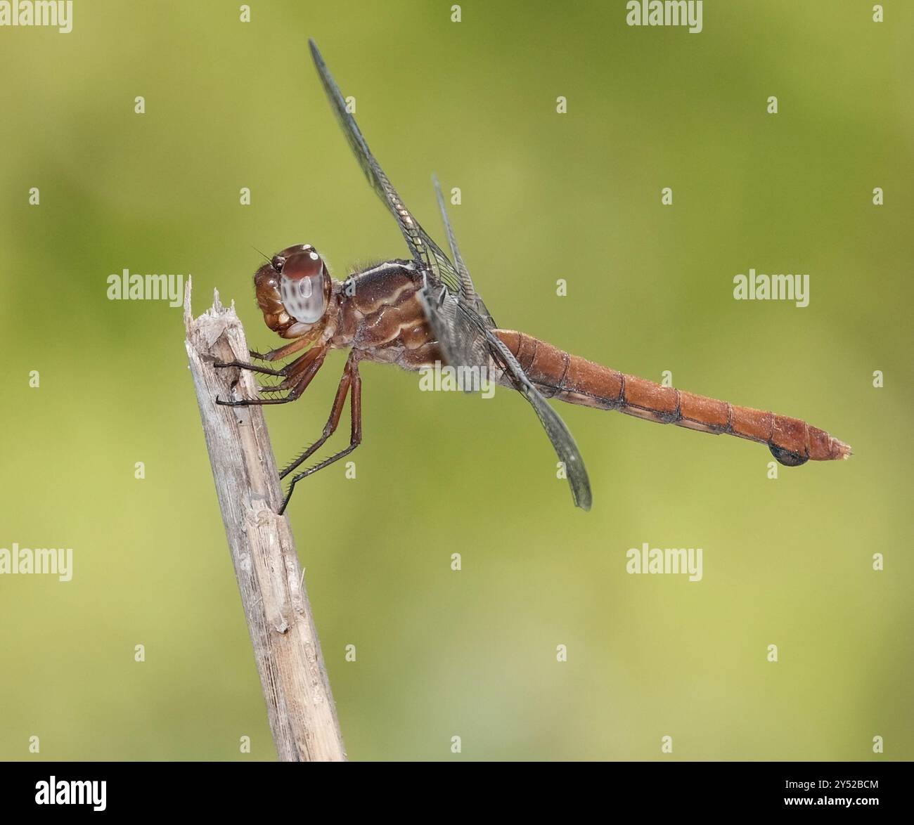 Carmine Skimmer (Orthemis discolor) Insecta Stock Photo - Alamy