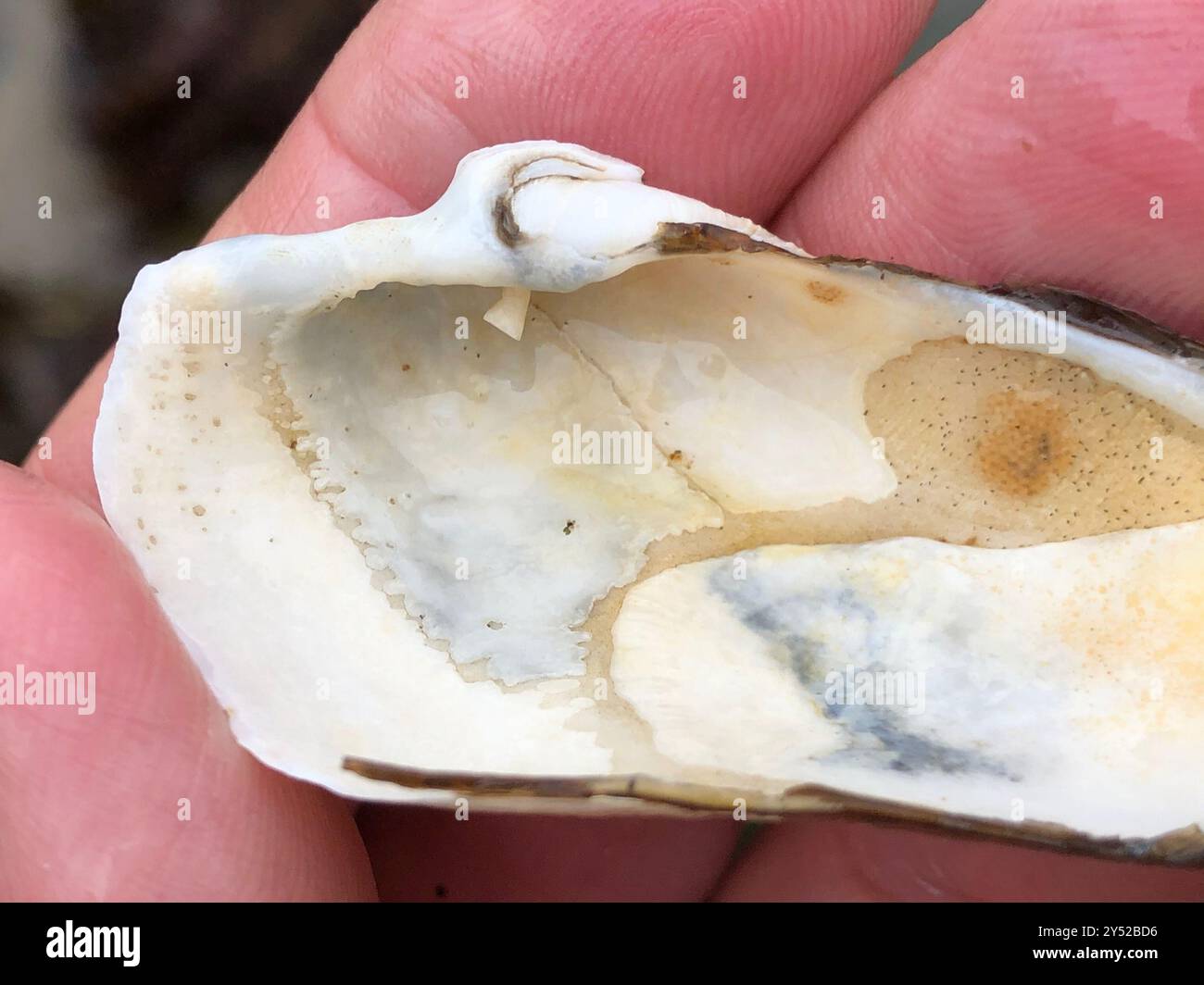 Scale-sided Piddock (Parapholas californica) Mollusca Stock Photo - Alamy