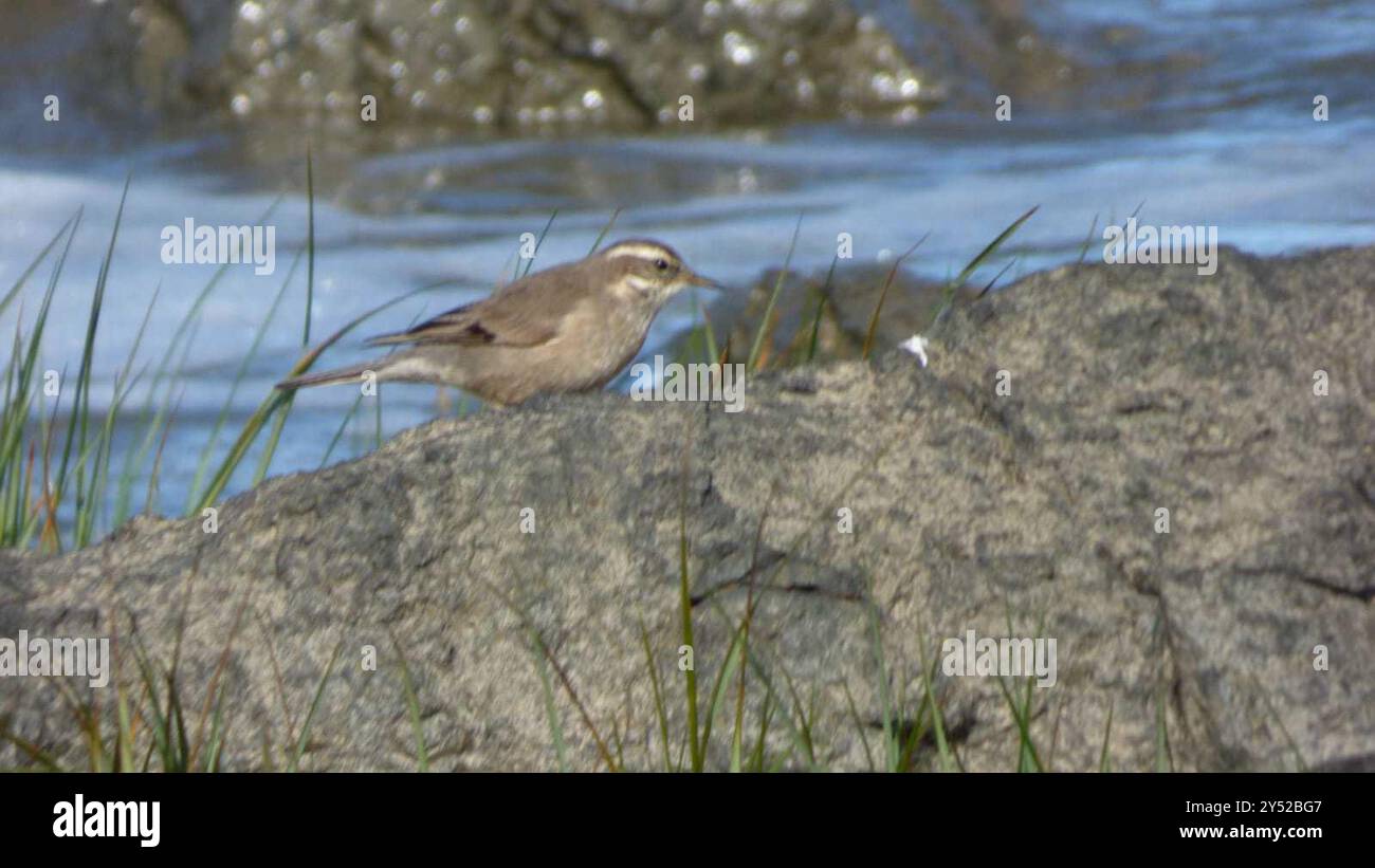 Buff-winged Cinclodes (Cinclodes fuscus) Aves Stock Photo - Alamy