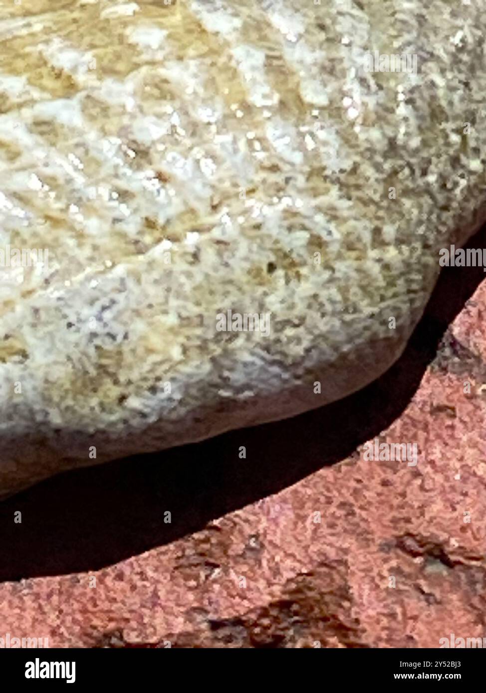 False Angelwing (Petricolaria pholadiformis) Mollusca Stock Photo - Alamy