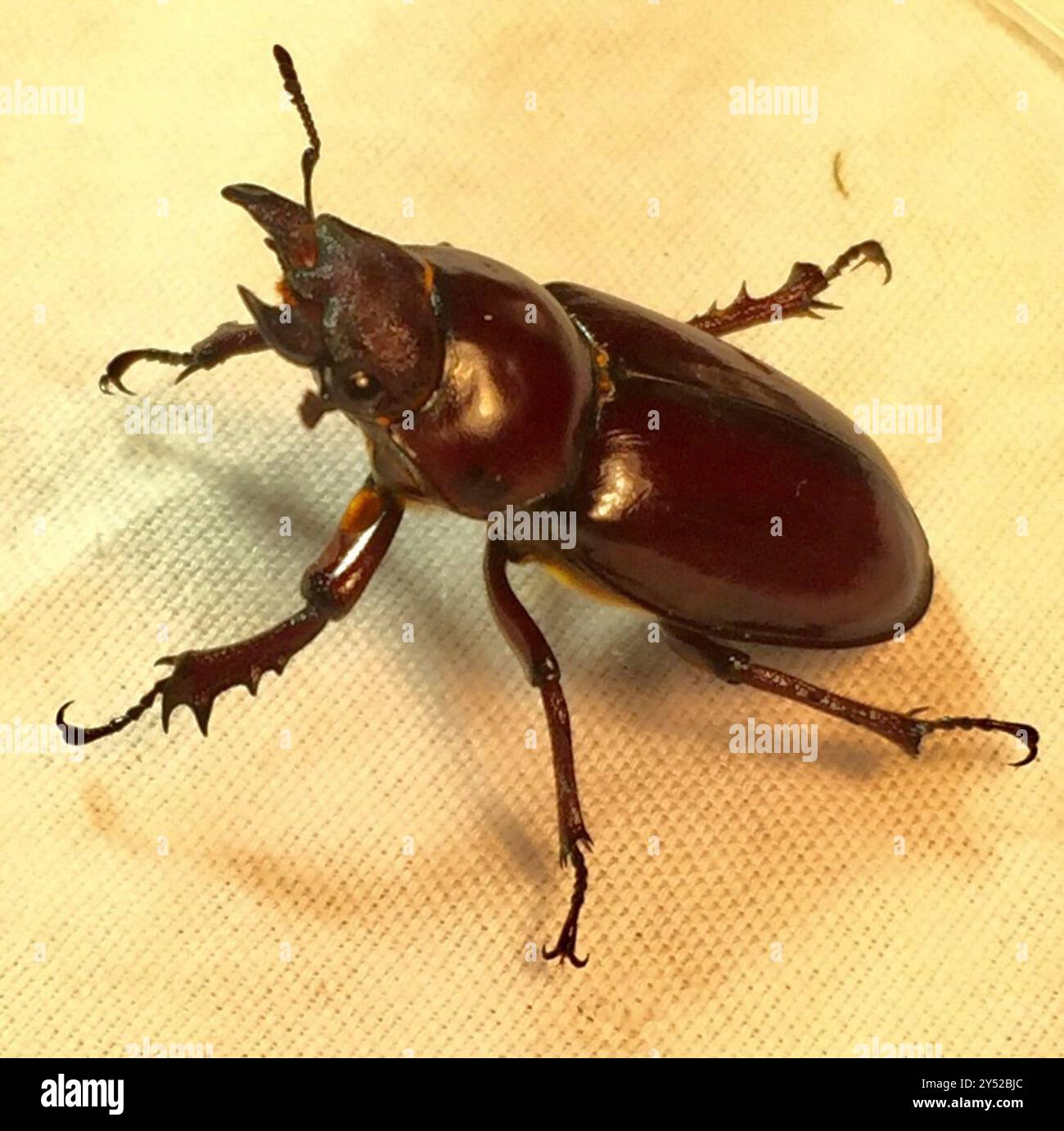 Giant Stag Beetle (Lucanus elaphus) Insecta Stock Photo - Alamy