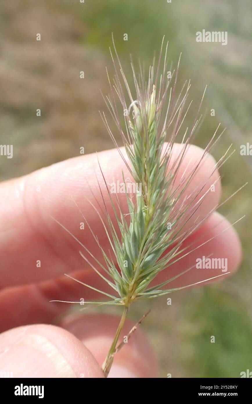 salt barley (Hordeum marinum) Plantae Stock Photo - Alamy