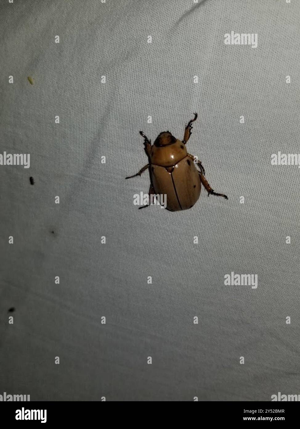 Grapevine Beetle (Pelidnota punctata) Insecta Stock Photo - Alamy