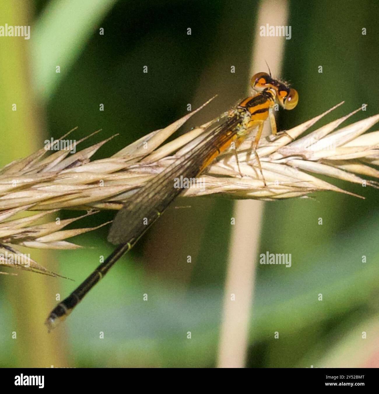 Eastern Forktail (Ischnura verticalis) Insecta Stock Photo - Alamy