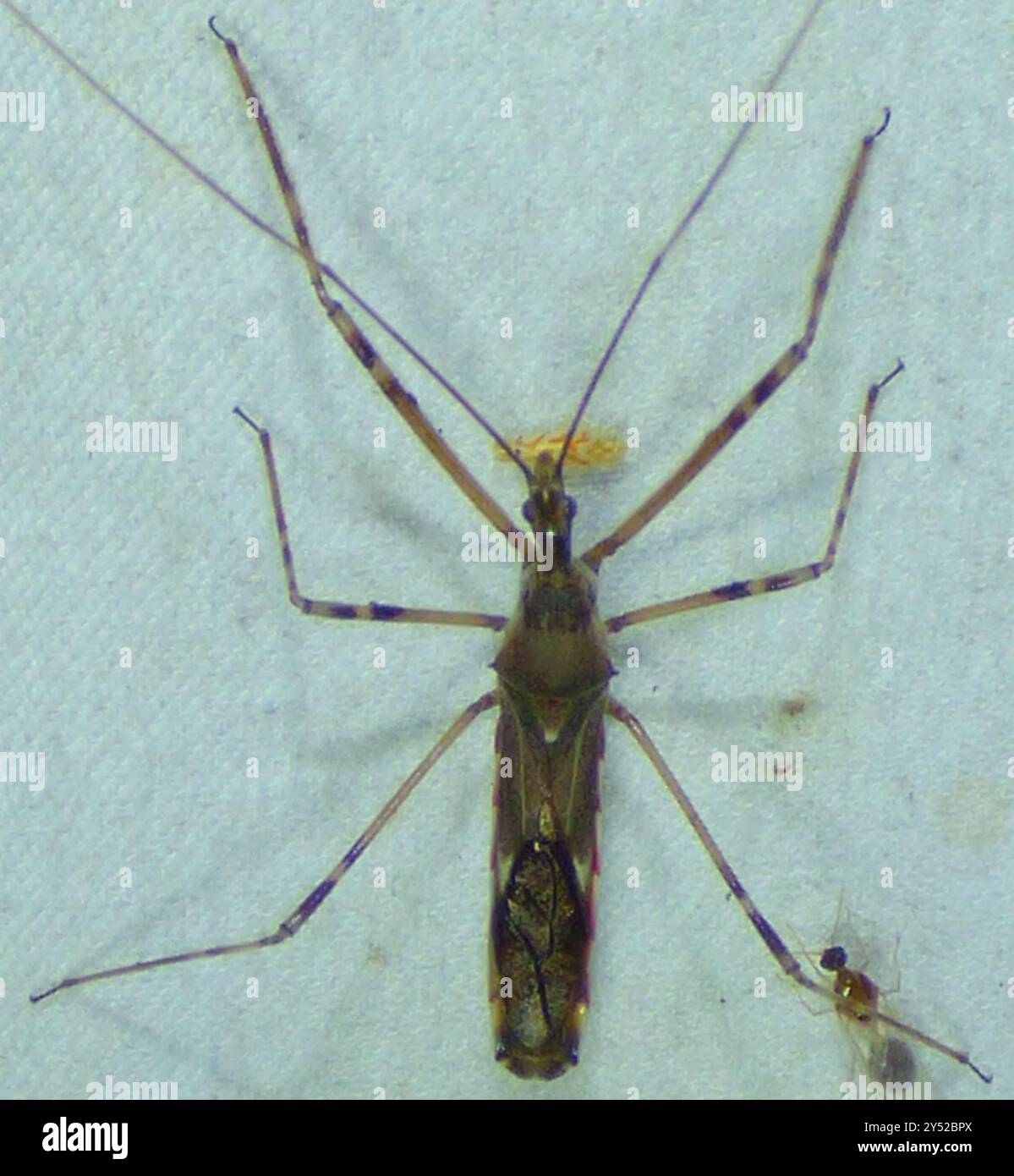 Four-spurred Assassin Bug (Zelus tetracanthus) Insecta Stock Photo - Alamy