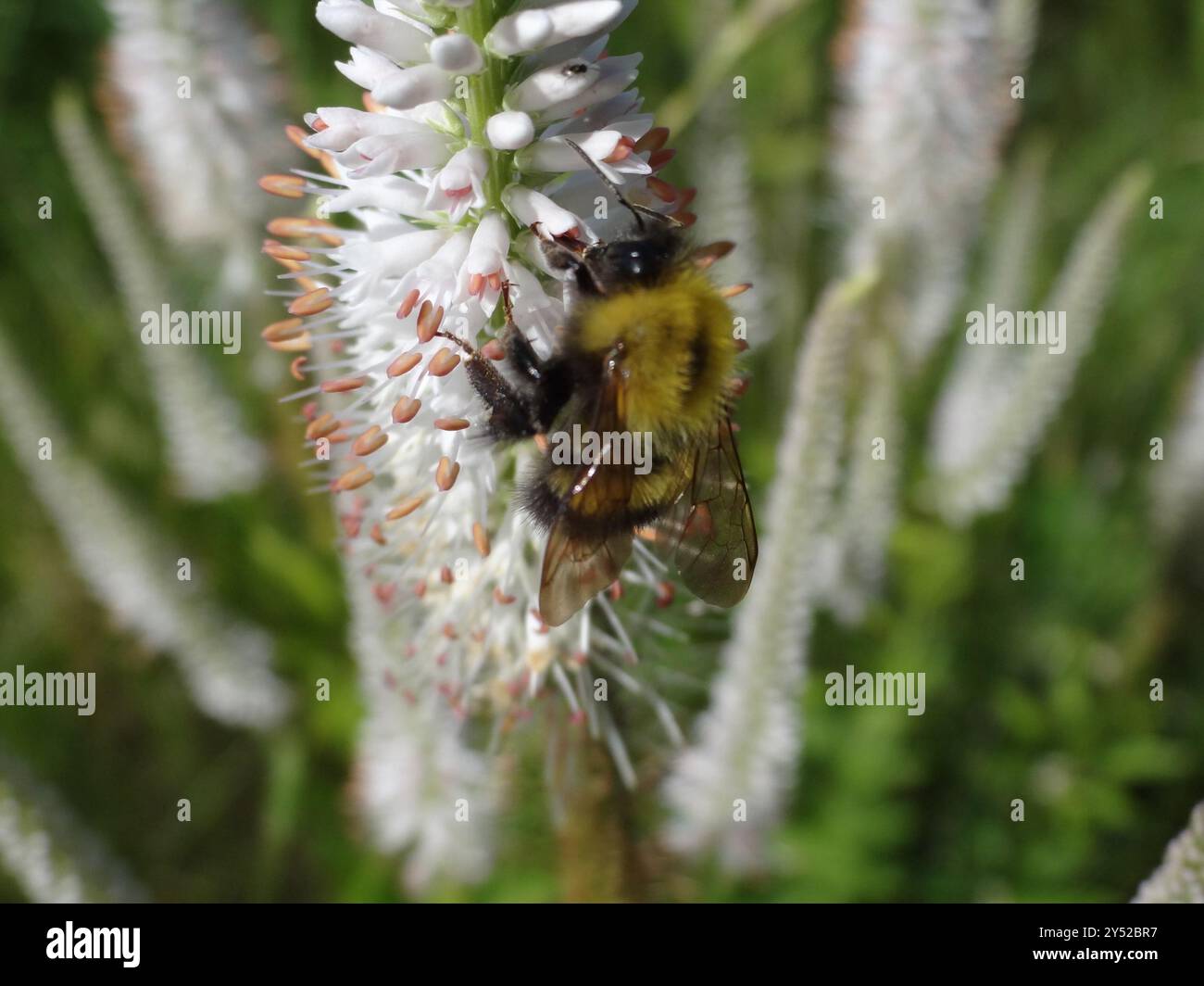 Perplexing Bumble Bee (Bombus perplexus) Insecta Stock Photo - Alamy