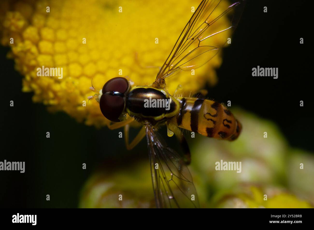 Eastern Calligrapher (Toxomerus geminatus) Insecta Stock Photo - Alamy