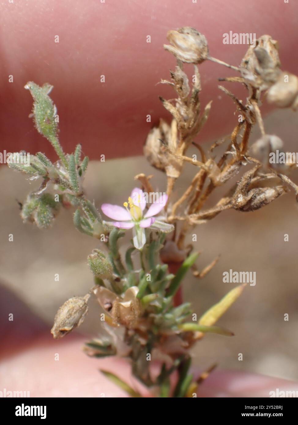 Saltmarsh Sand Spurry (Spergularia marina) Plantae Stock Photo - Alamy