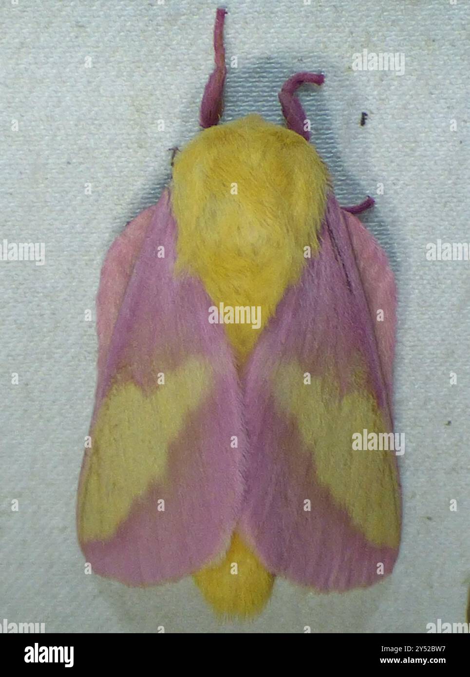 Rosy Maple Moth (Dryocampa rubicunda) Insecta Stock Photo - Alamy