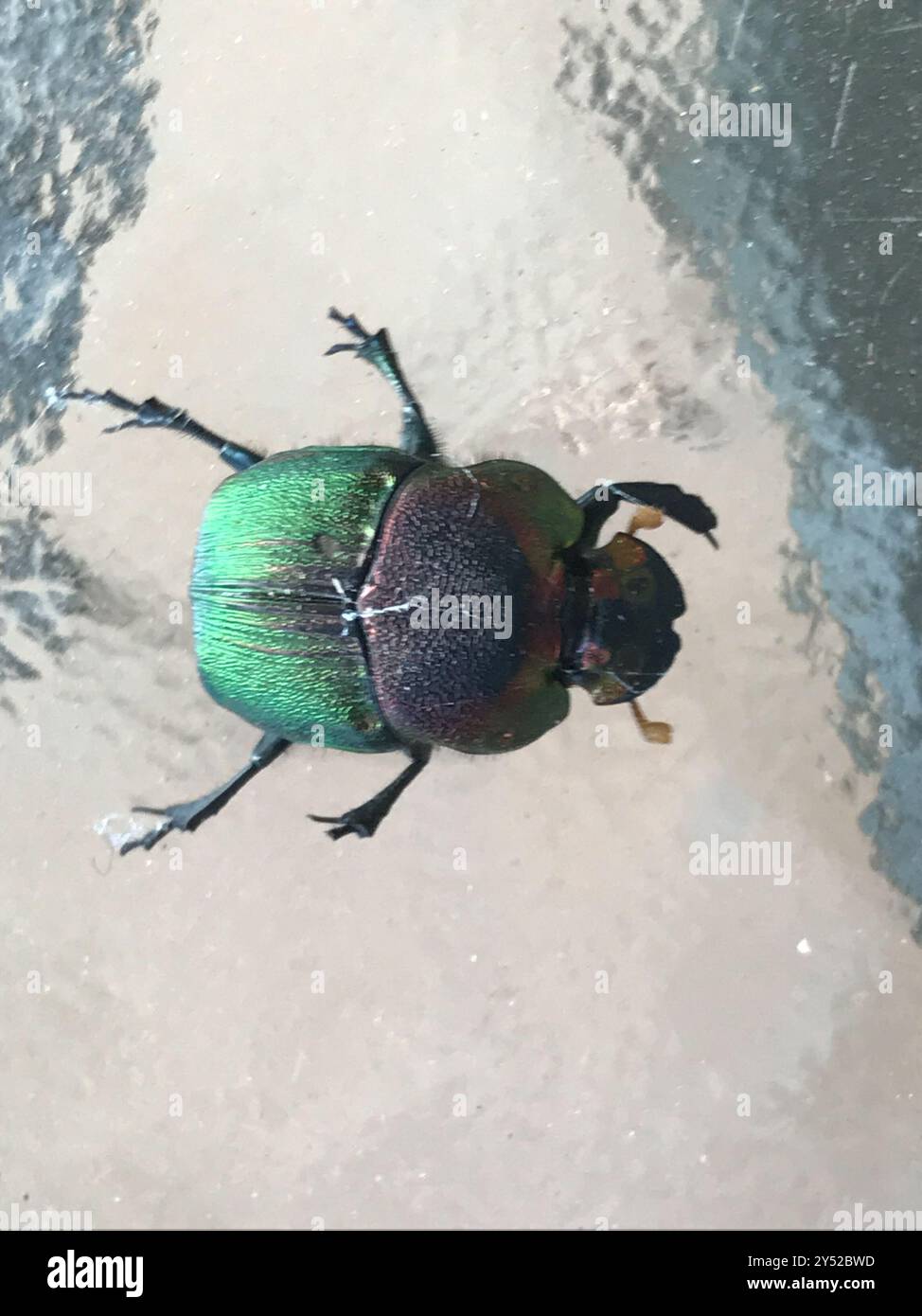 Rainbow Scarab (Phanaeus vindex) Insecta Stock Photo - Alamy