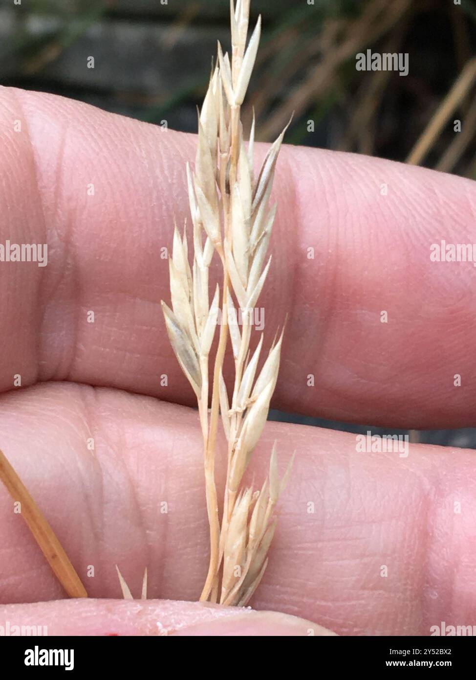 grasses (Poaceae) Plantae Stock Photo - Alamy