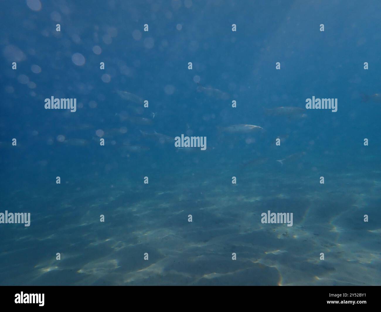 Mullets (Mugilidae) Actinopterygii Stock Photo - Alamy